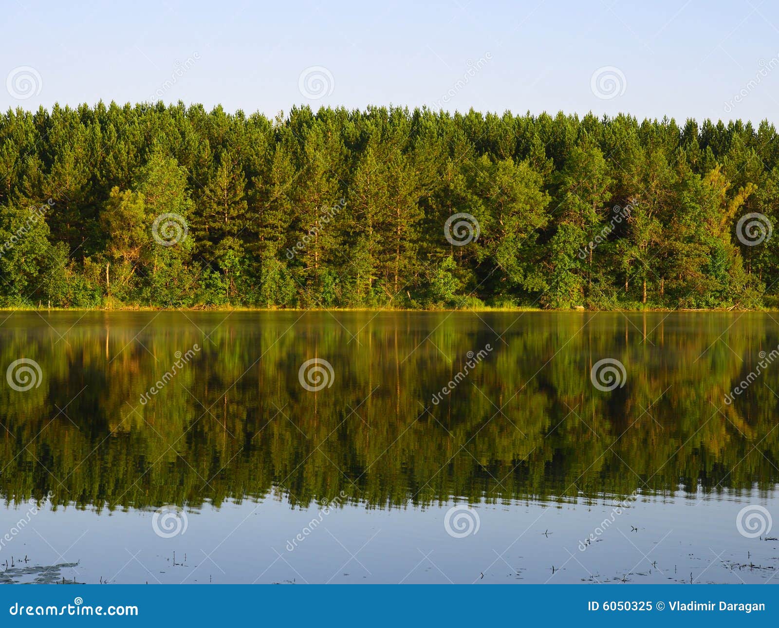 Pine forest reflection stock image. Image of pine, reflection - 6050325