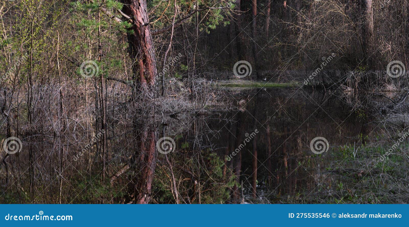 Pine Forest Reflection of Trees in Spring Water Stock Photo - Image of ...