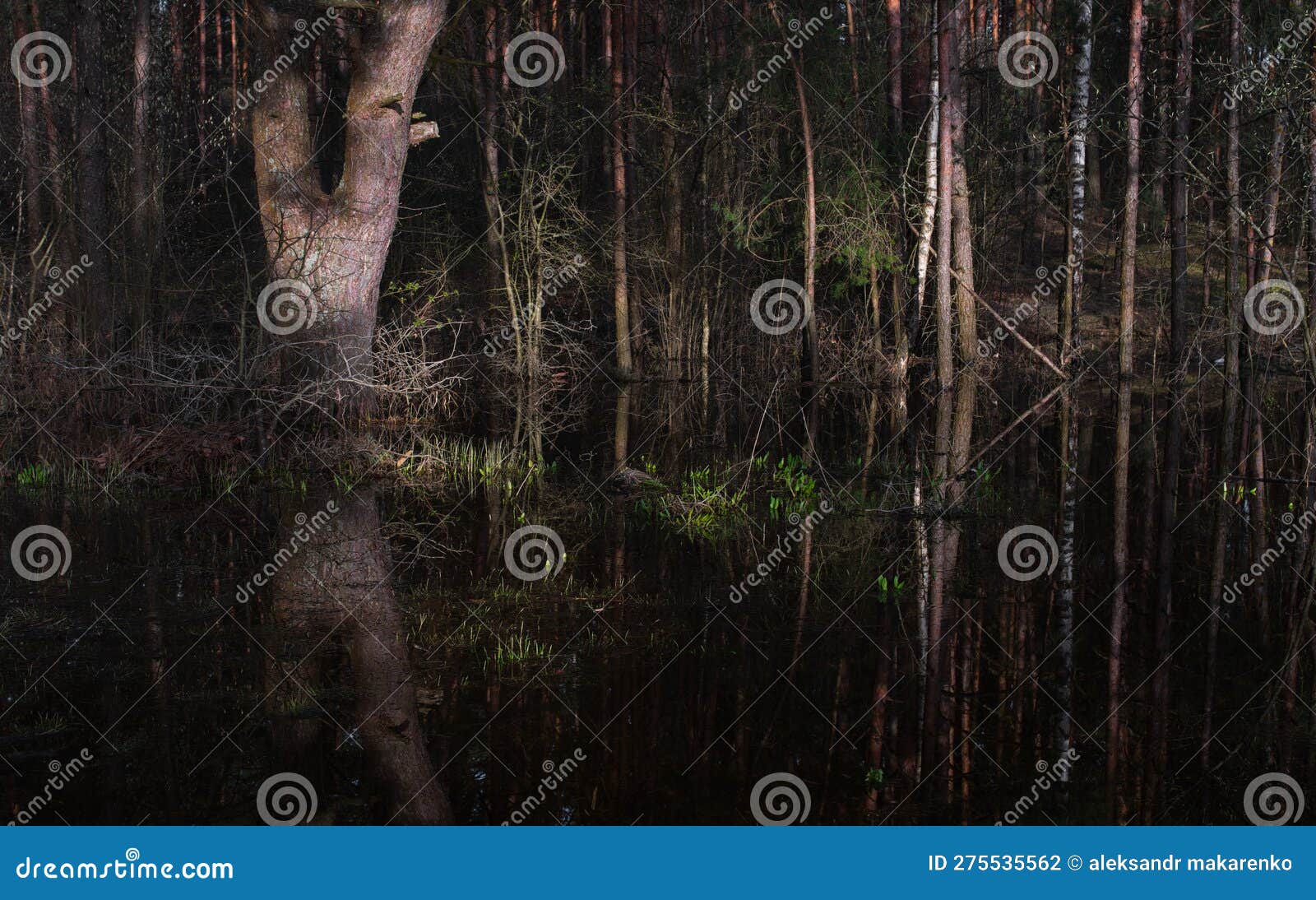 Pine Forest Reflection of Trees in Spring Water Stock Photo - Image of ...