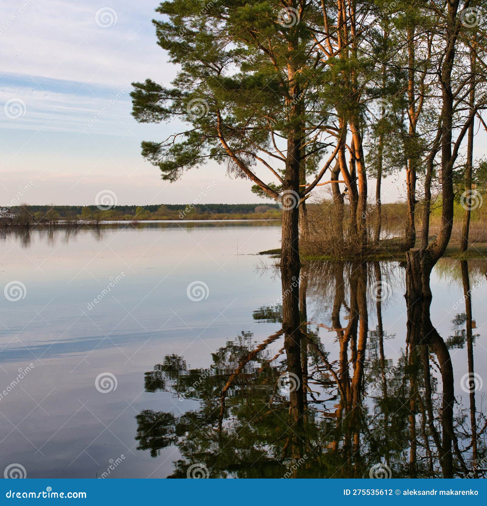 Pine Forest Reflection of Trees in Spring Water Stock Photo - Image of ...