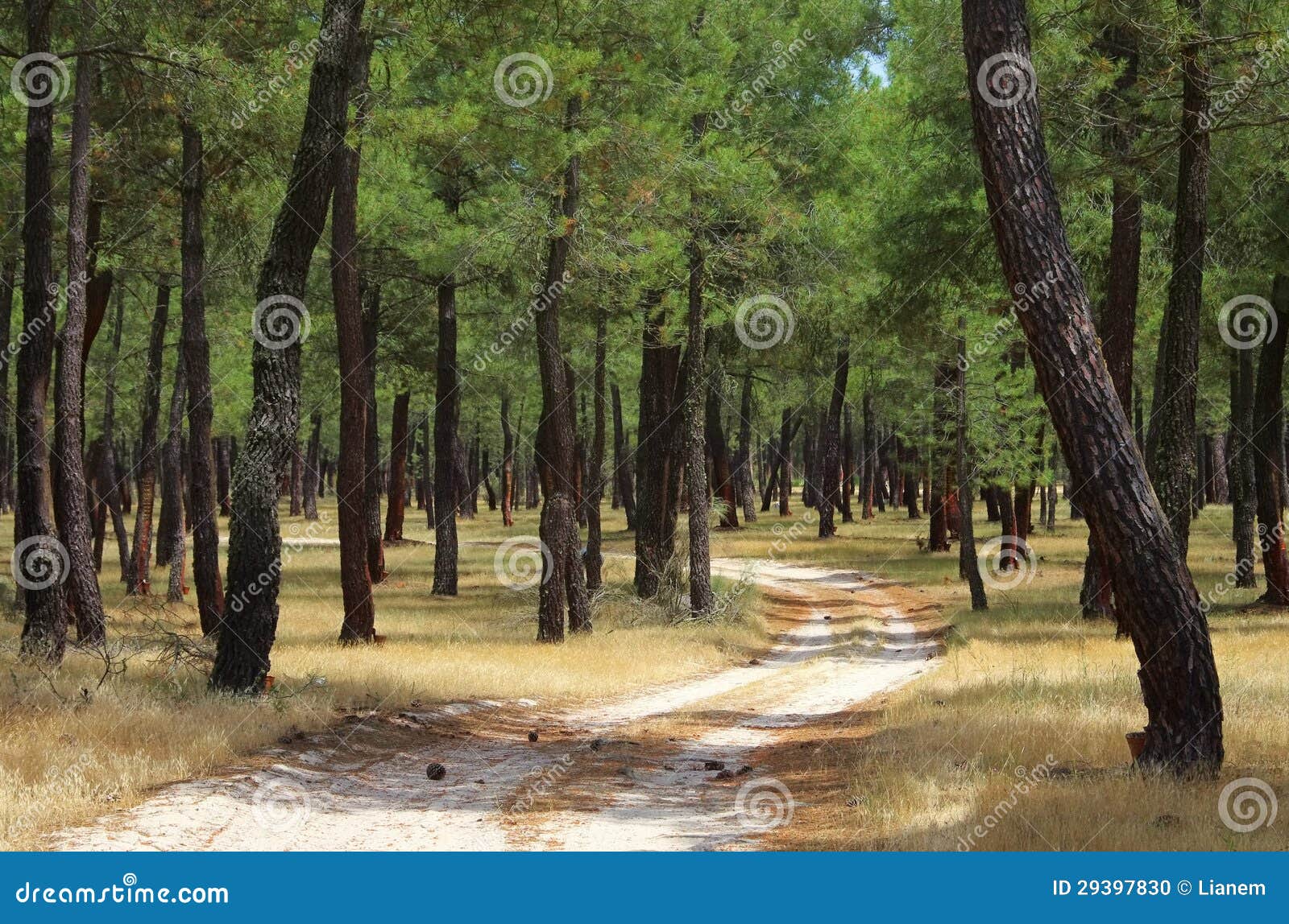 Pine Forest Resin Extraction Stock Photo - Image of trees, tapped: 29397830