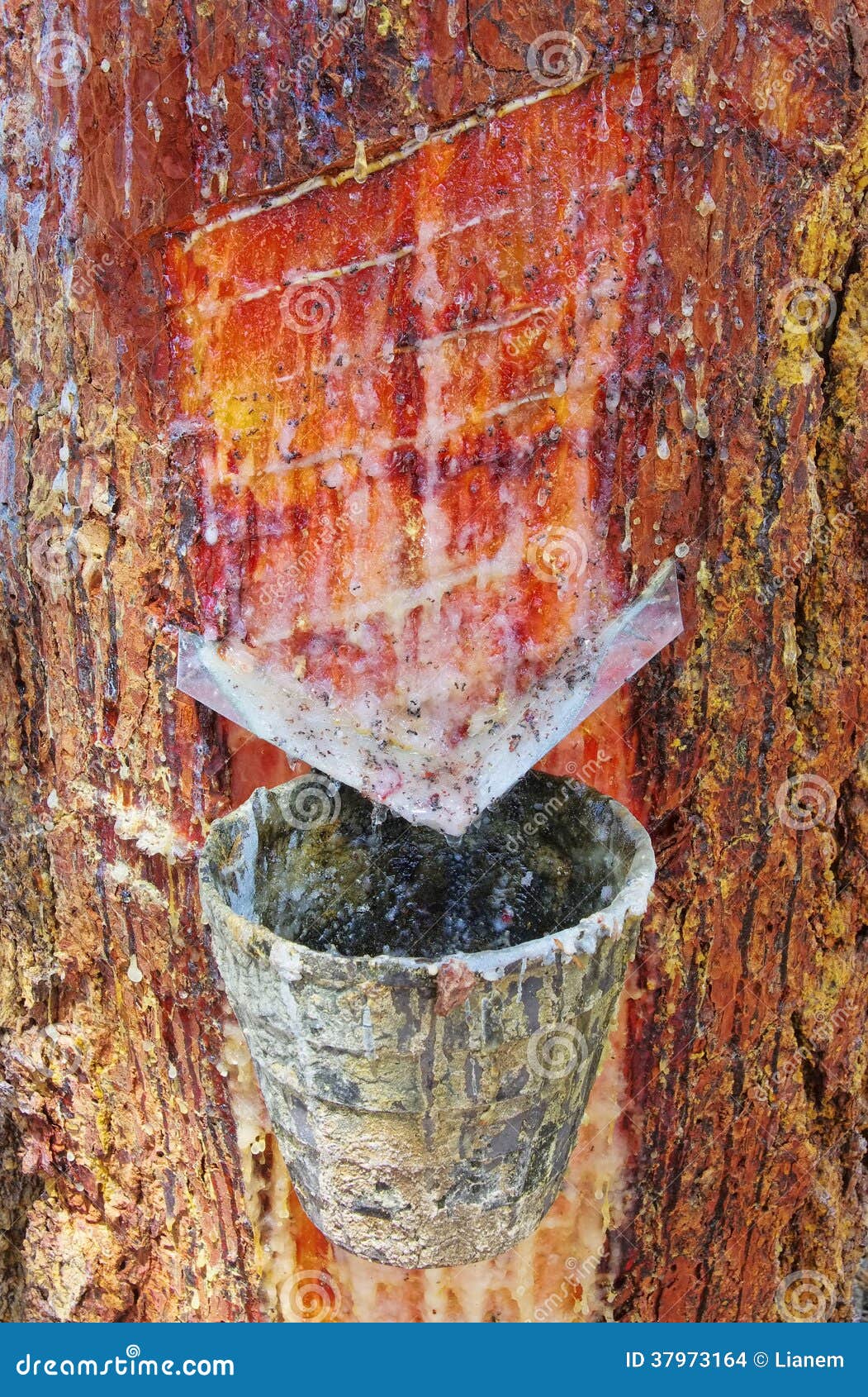 Pine Forest Resin Extraction Stock Photo - Image of forest, pinetapping ...