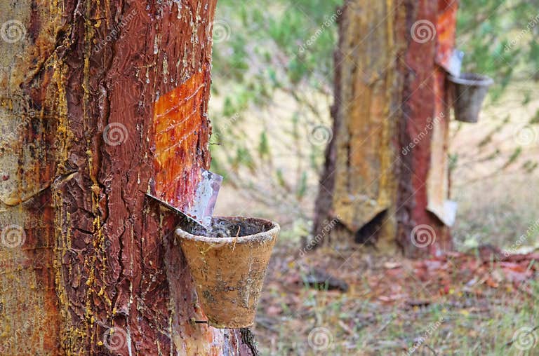 Pine Forest Resin Extraction Stock Photo - Image of italian, summer ...