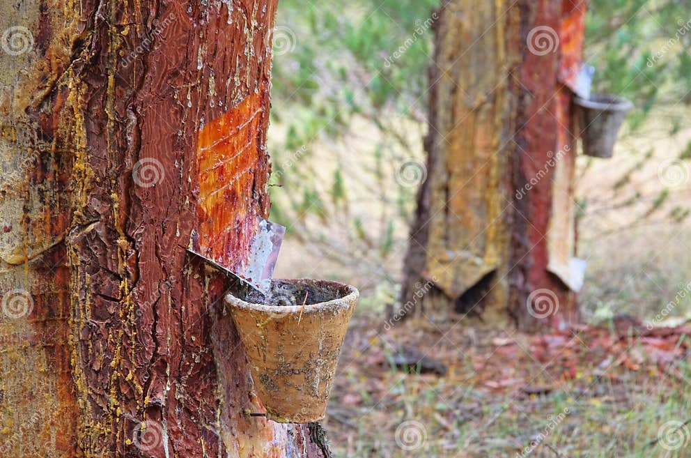 Pine Forest Resin Extraction Stock Photo - Image of italian, summer ...