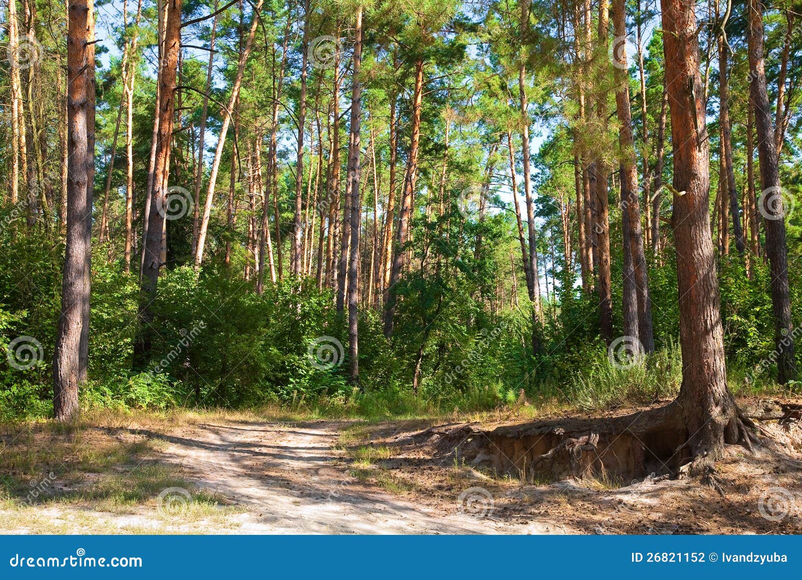 Pine forest road stock photo. Image of path, branch, countryside - 26821152