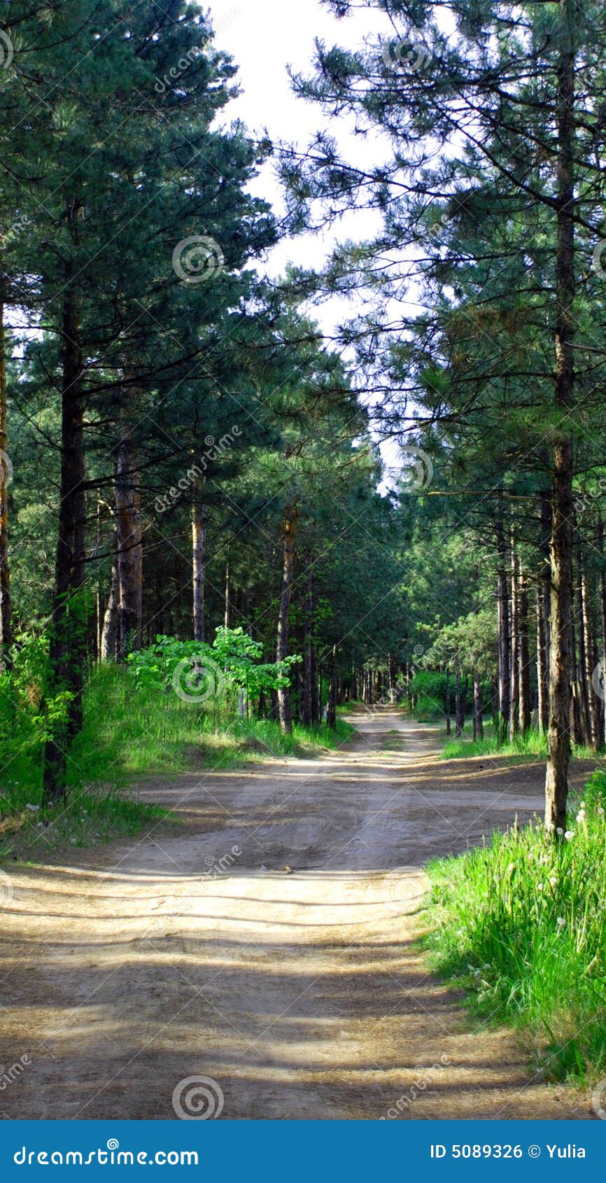Pine forest road stock photo. Image of nature, curve, calm - 5089326