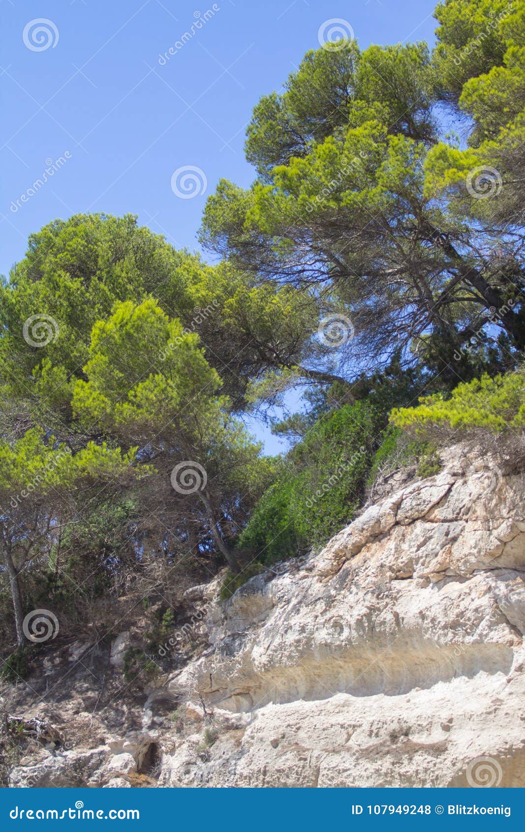 PIne trees on the cliff stock photo. Image of nature - 107949248