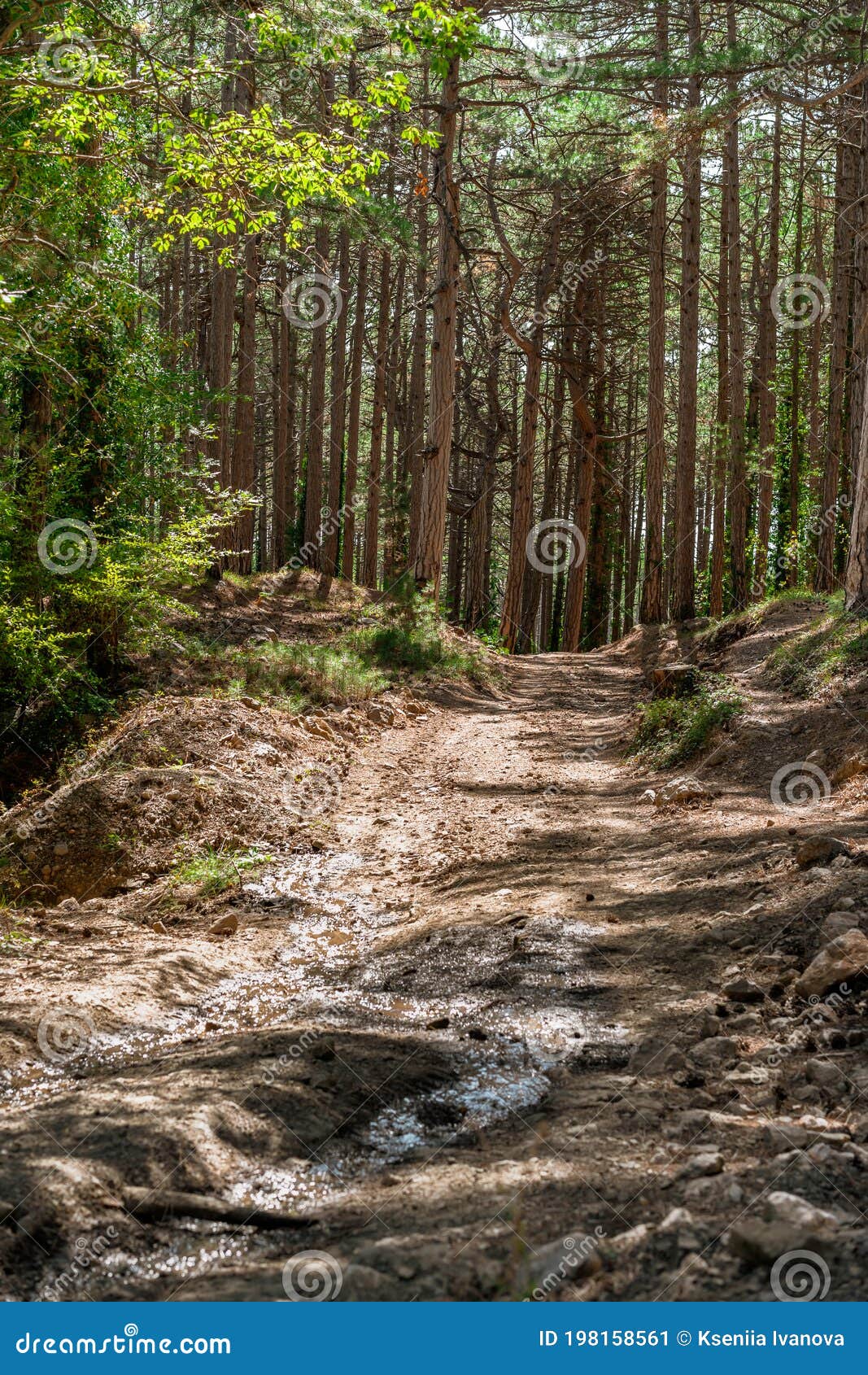 Pine Forest with Rocks on the Ground Stock Image - Image of floor ...