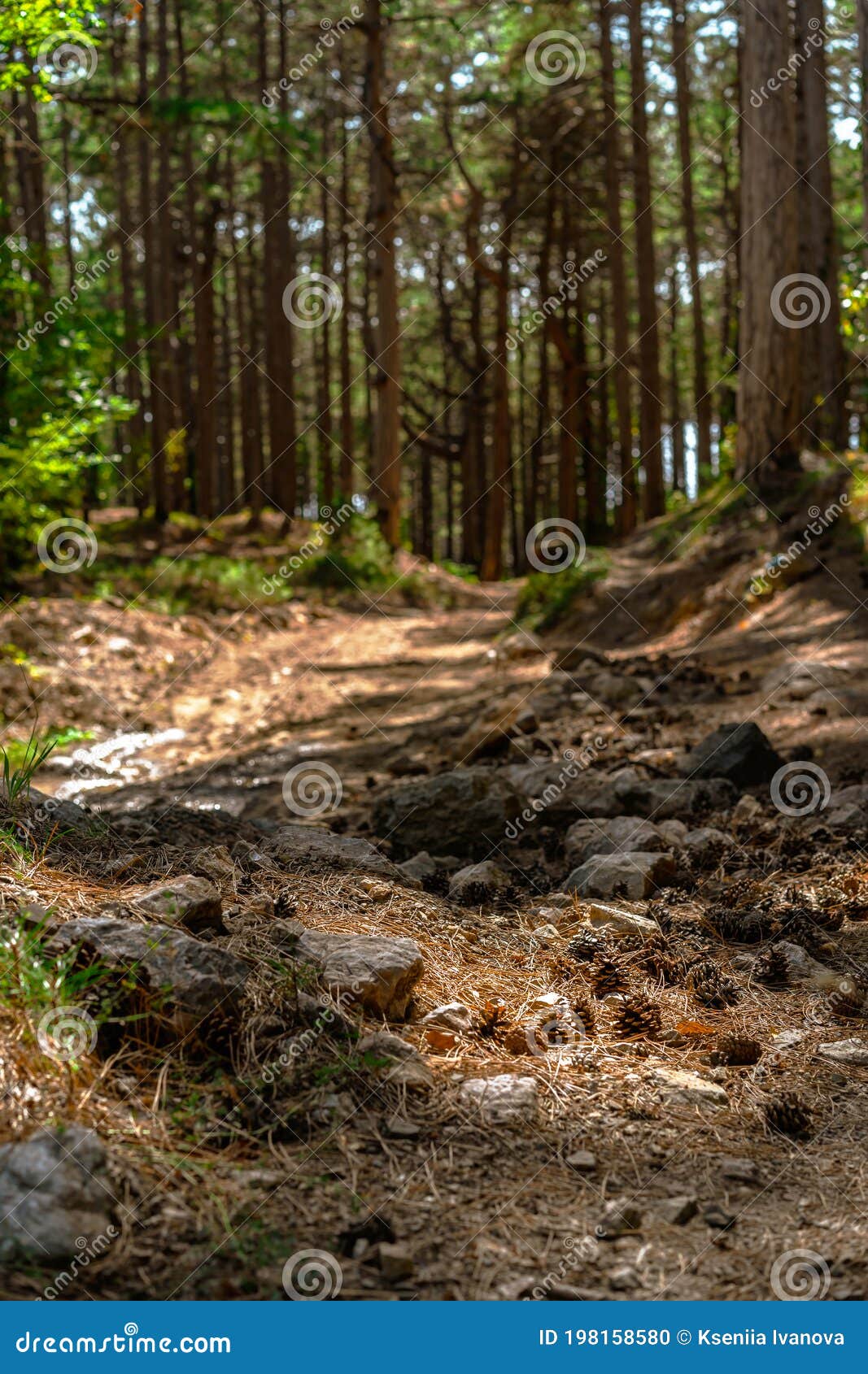 Pine Forest with Rocks on the Ground Stock Photo - Image of mist ...