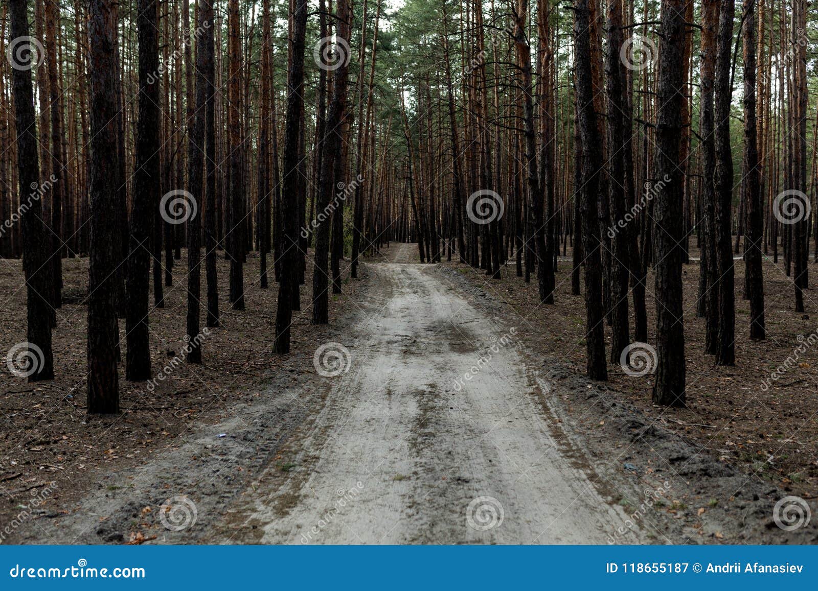 Pine forest rural road stock image. Image of beauty - 118655187