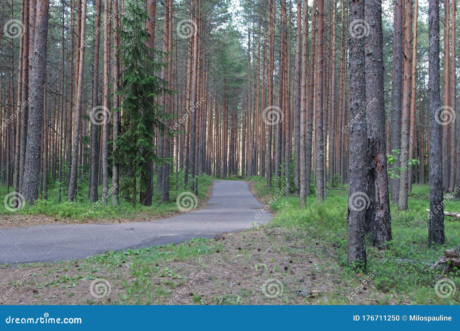 Pine Forest in Russia. Straight Trunks of Tall Trees in Sunny Day ...