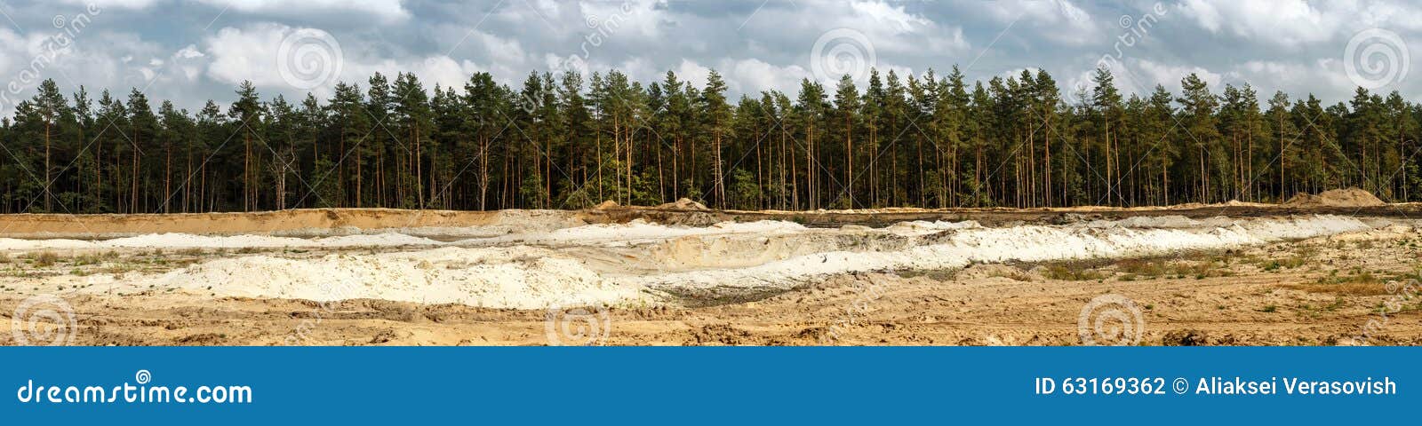 Pine forest and sand pit stock photo. Image of wildlife - 63169362