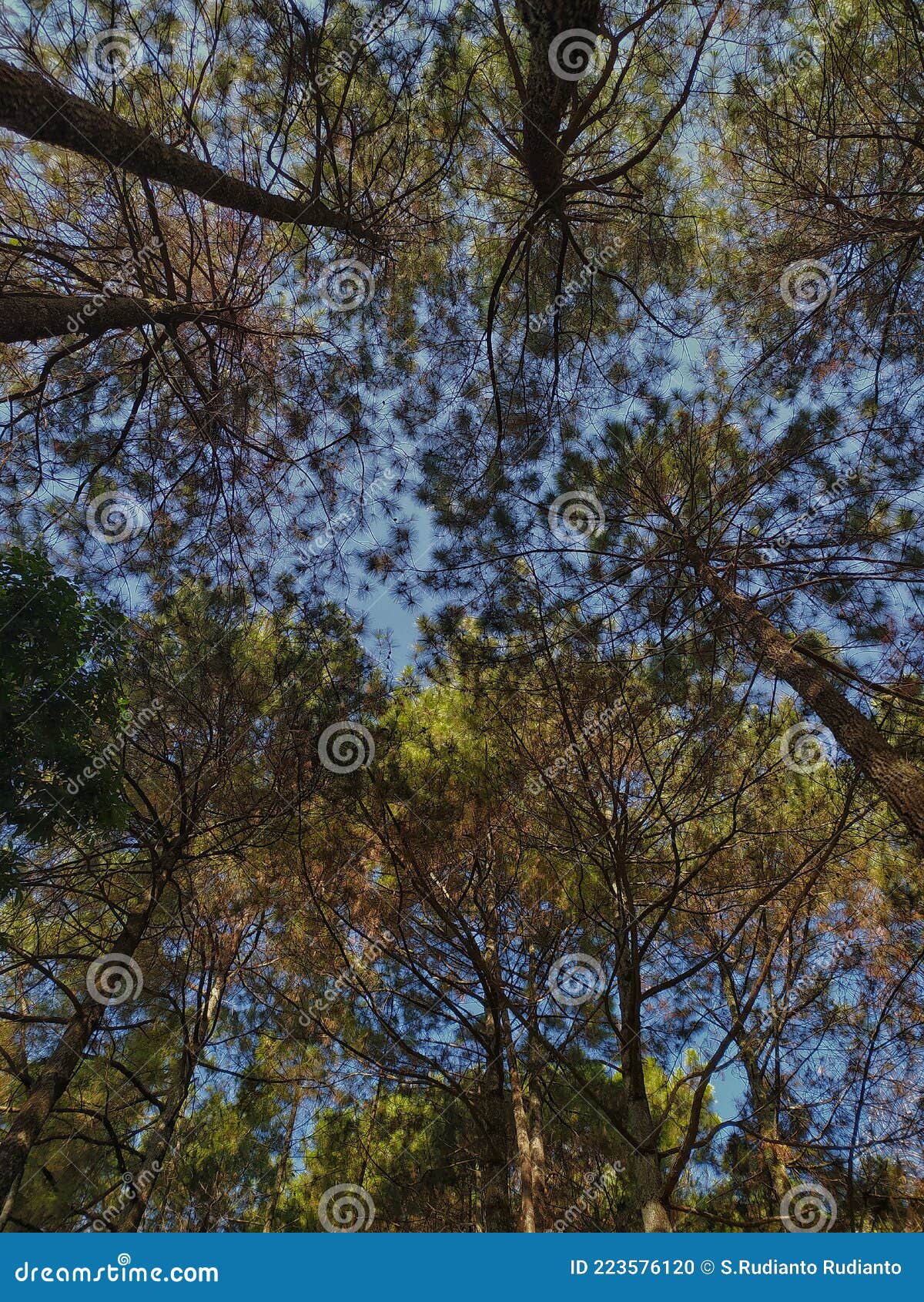 Pine forest scenery stock photo. Image of nature, winter - 223576120