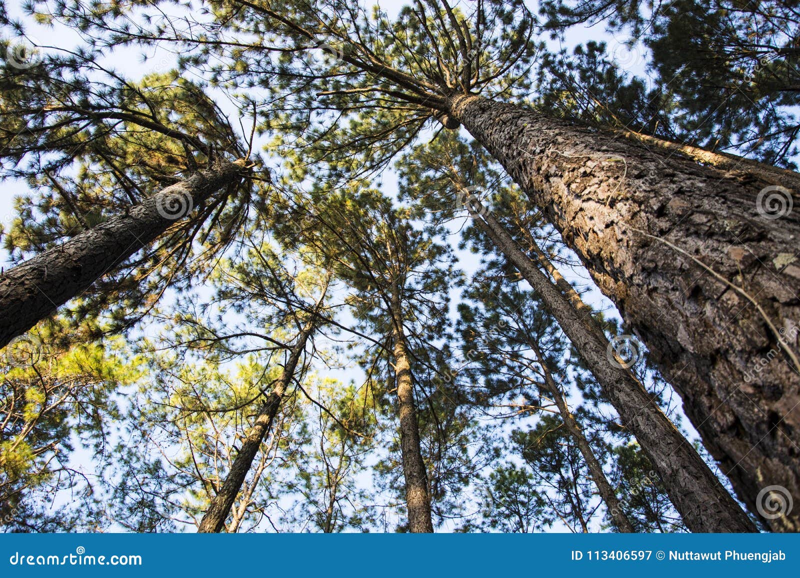 Pine forest stock image. Image of scenic, green, looking - 113406597