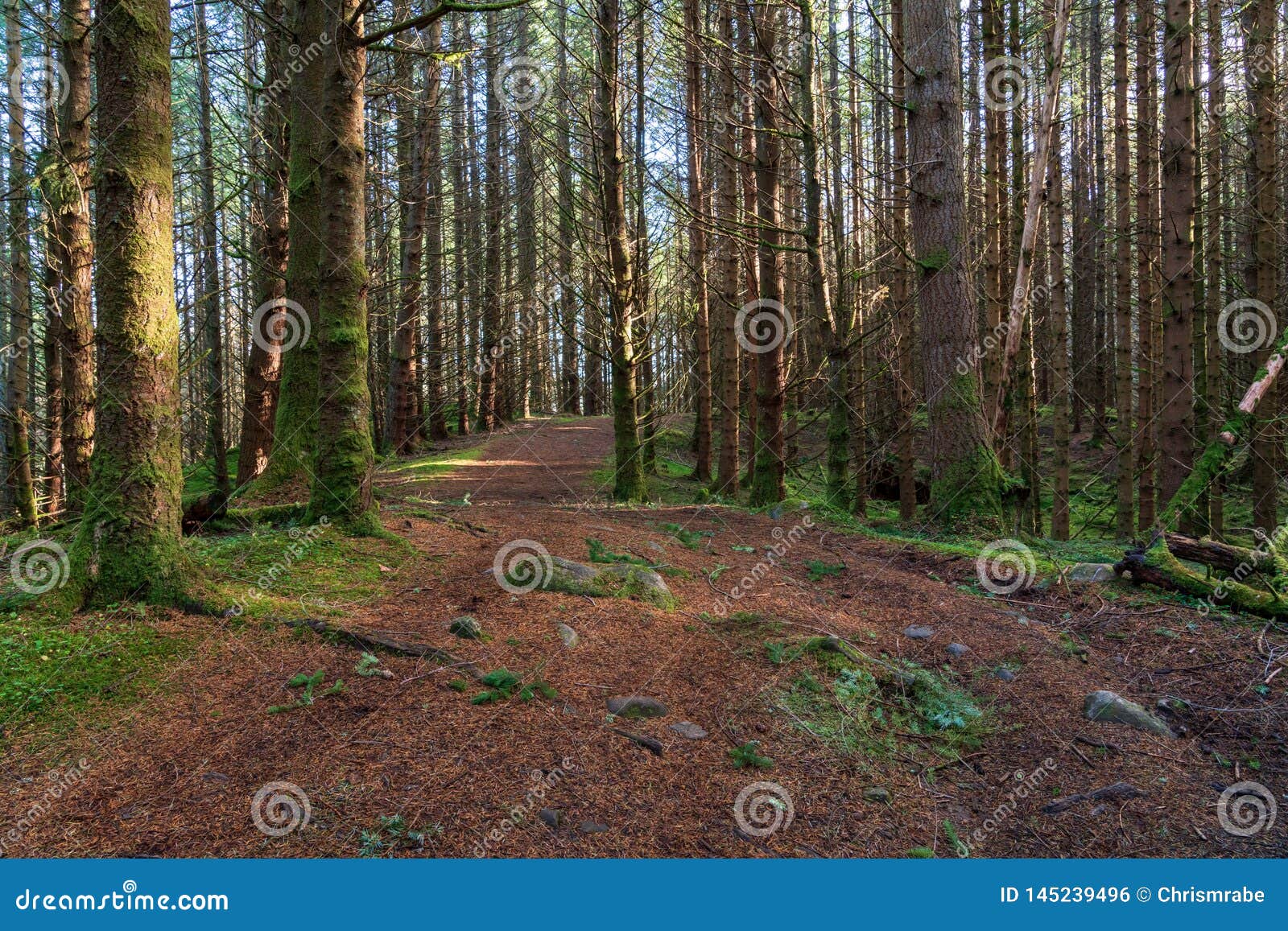 Pine forest in Scotland stock photo. Image of undergrowth - 145239496