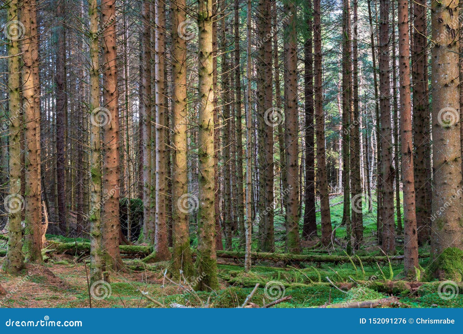 Pine Forest in Perthshire Scotland Stock Photo - Image of kingdom ...