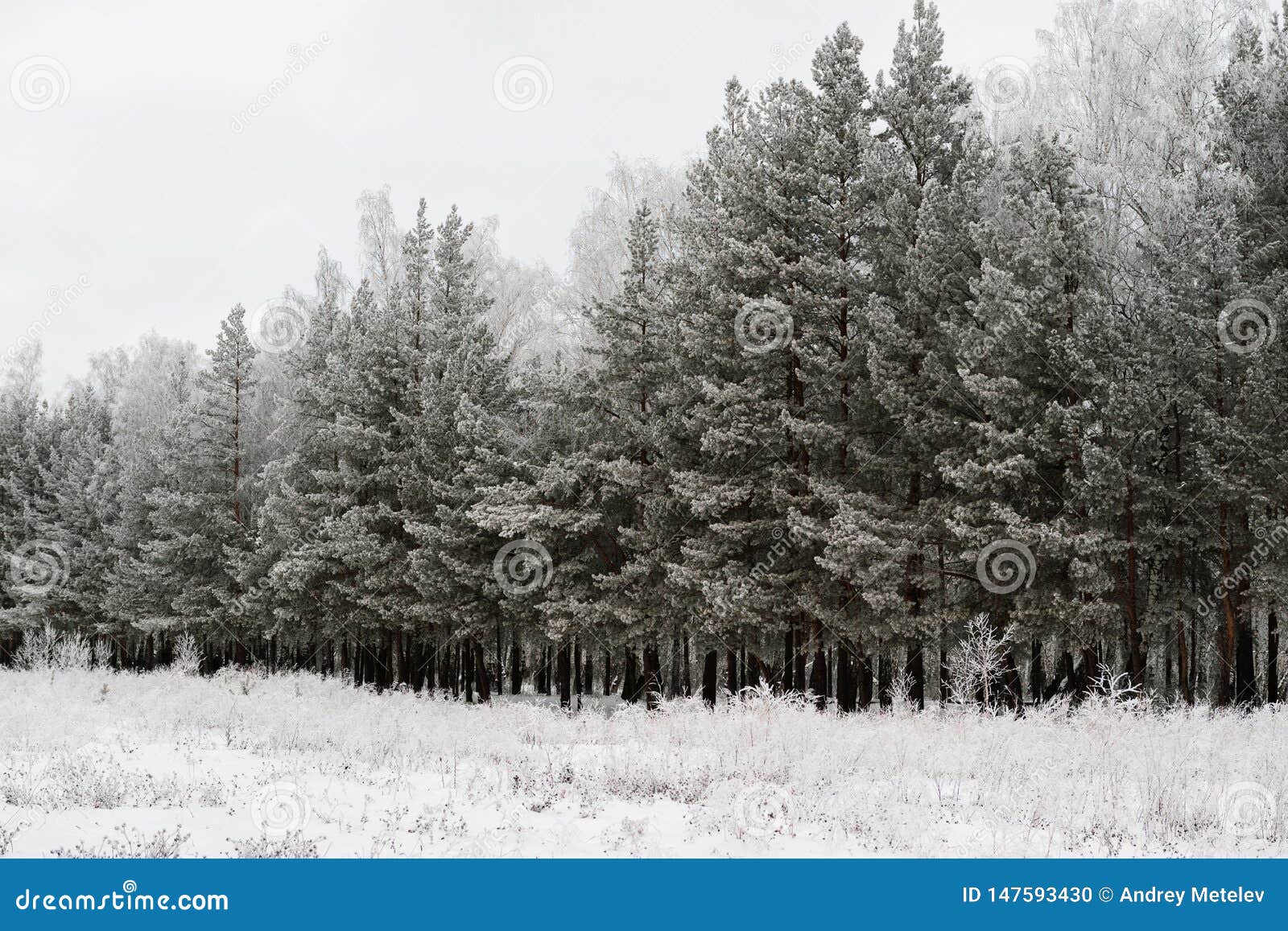 Pine Forest in Severe Cold Winter in Russia Stock Photo - Image of ...