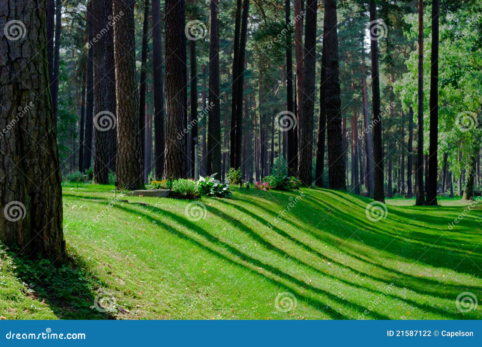 Pine Forest with Shadows and Rays of Lights Stock Photo - Image of ...