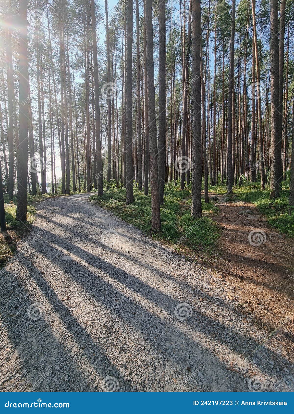 Pine Forest and Shadows from Trees on a Summer Stock Image - Image of ...