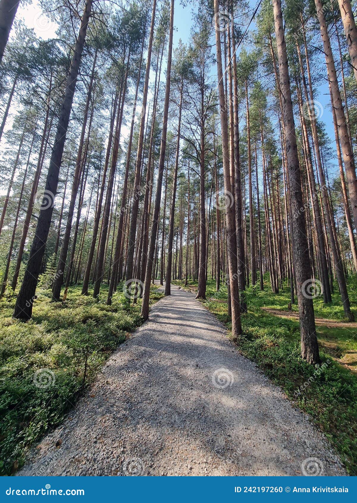 Pine Forest and Shadows from Trees on a Summer Stock Photo - Image of ...