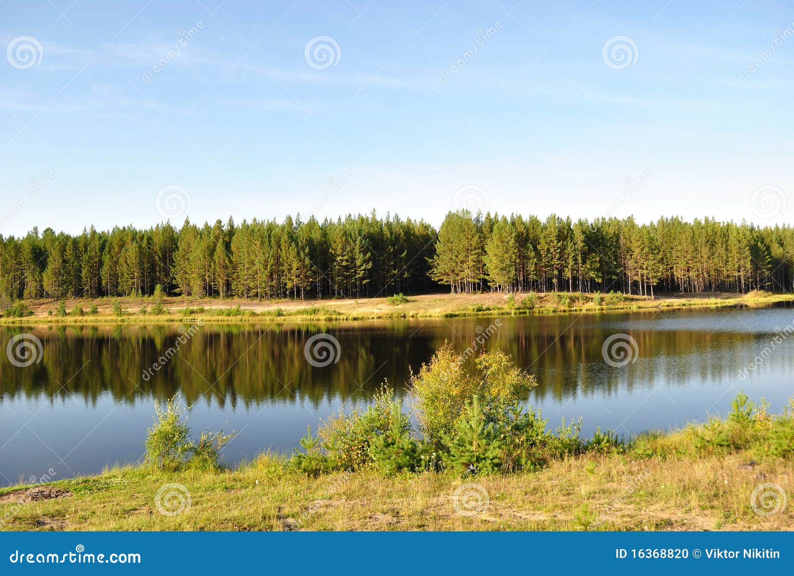 Pine Forest on the Shores of Lake Stock Photo - Image of surface, water ...