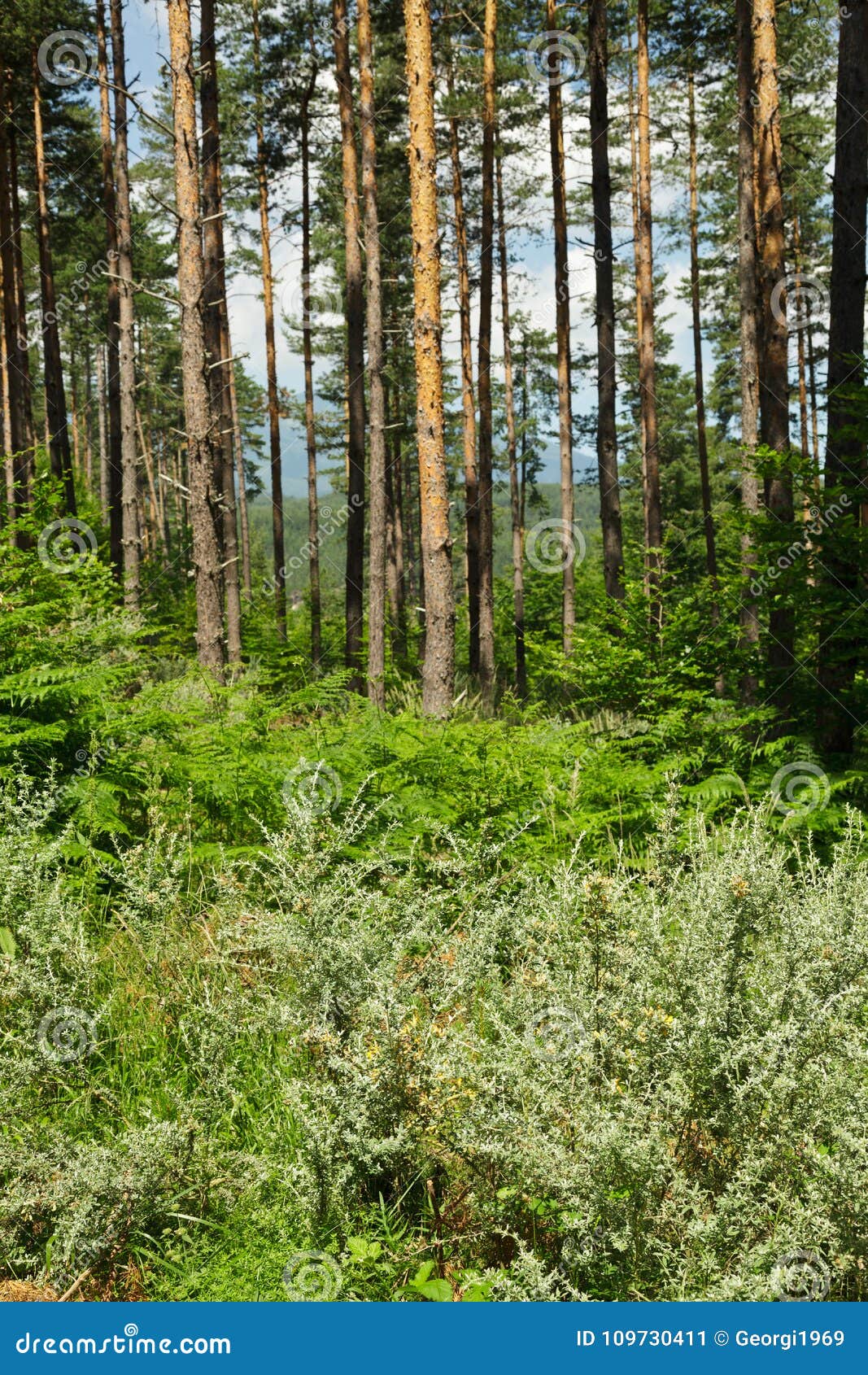 Pine Forest with Shrubs at Foreground Stock Image - Image of sunny ...