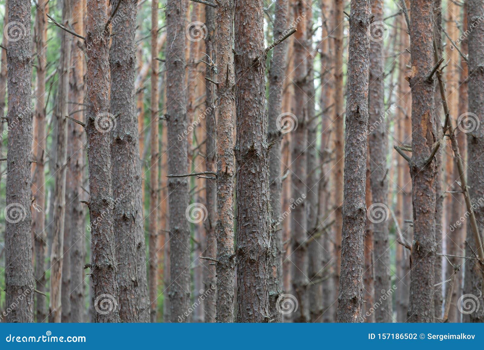 Pine Forest. Slender Row of Trees Stock Photo - Image of green, bright ...