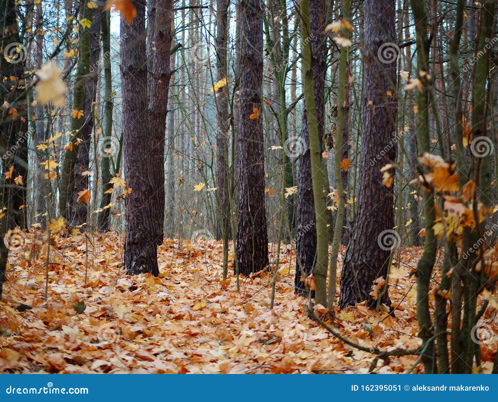 Pine Forest. Slender Tree Trunks in the Autumn Forest Stock Image ...