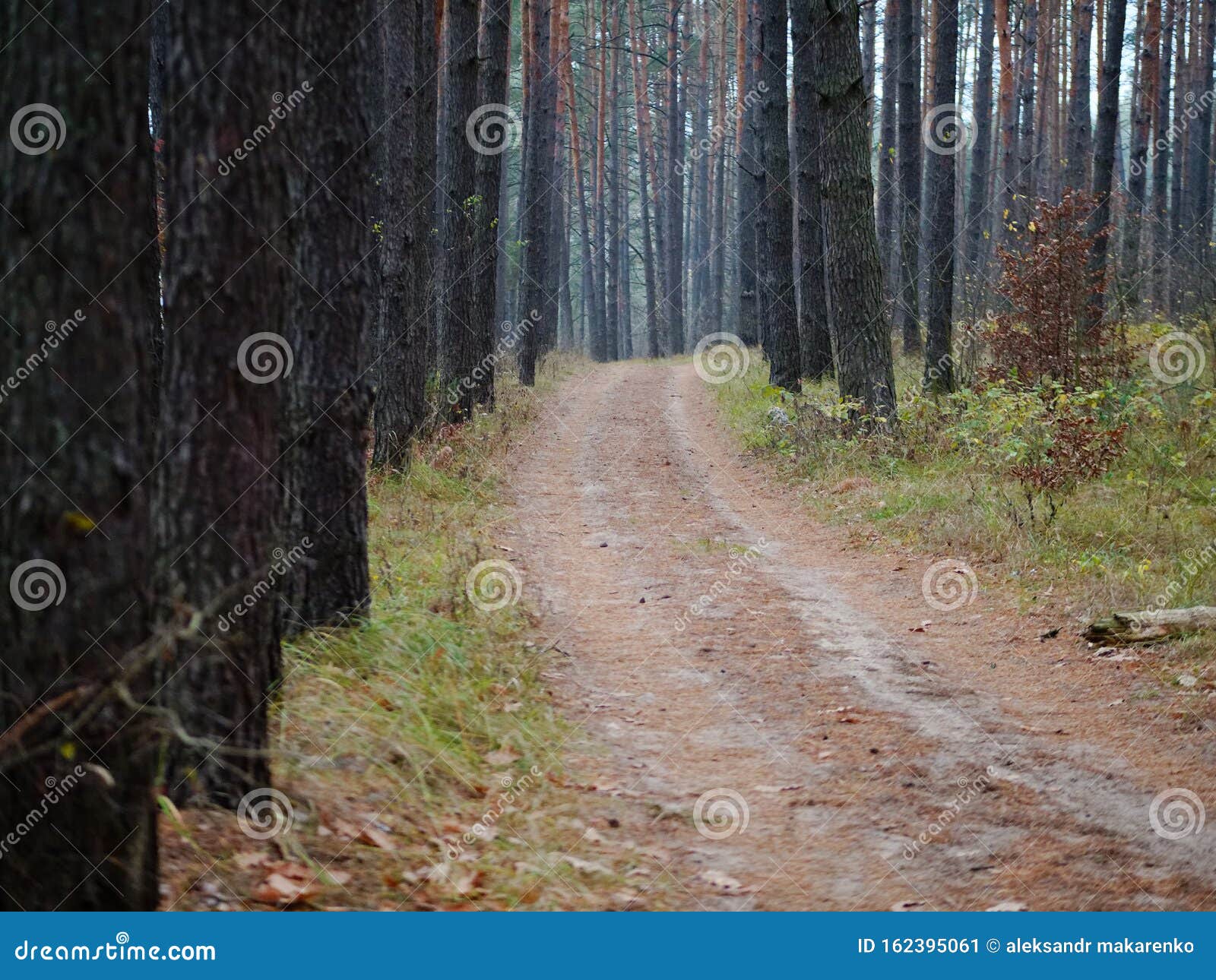 Pine Forest. Slender Tree Trunks in the Autumn Forest Stock Image ...