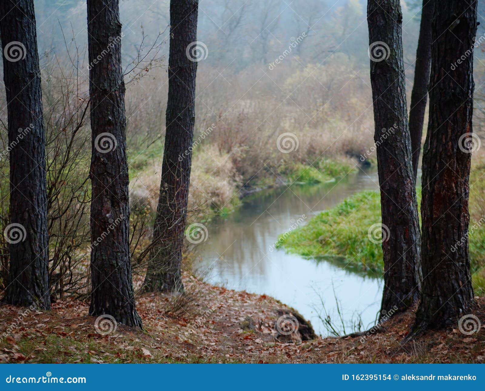 Pine Forest. Slender Tree Trunks in the Autumn Forest Stock Photo ...