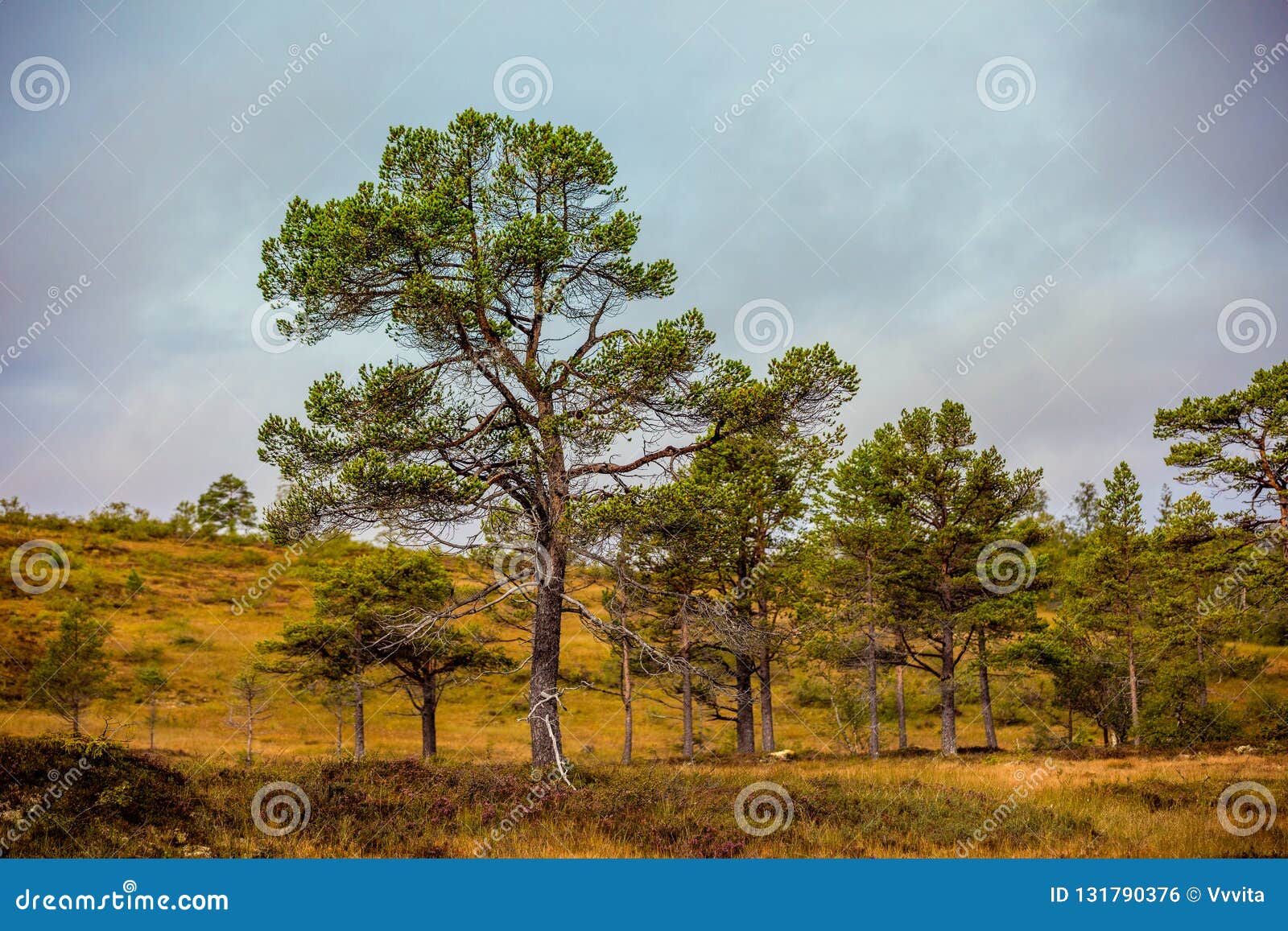 Pine Forest on the Slope of the Hill Stock Photo - Image of pine ...