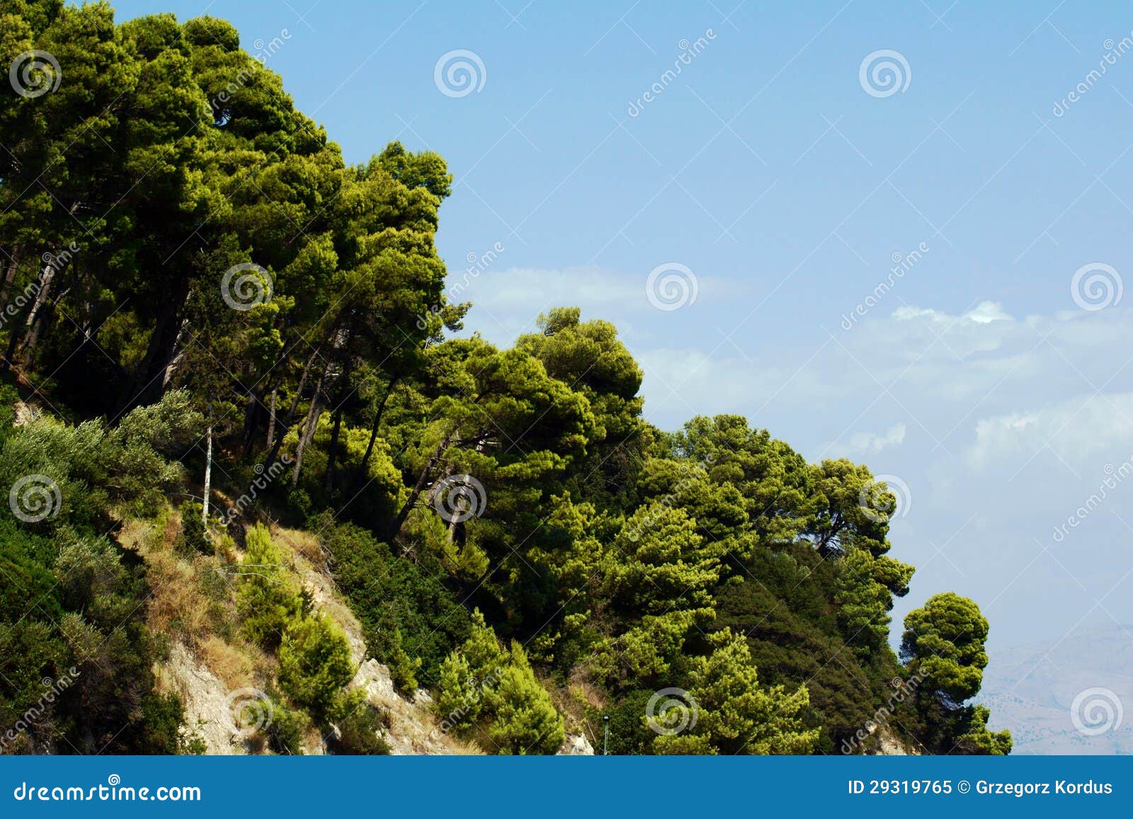 Pine Forest on a Slope, the Island of Corfu Stock Image - Image of ...
