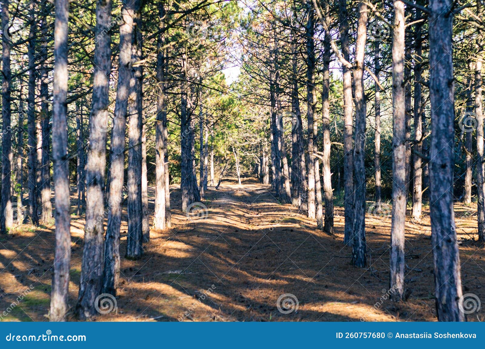 Pine Forest, Smooth Rows of Trees. Stock Photo - Image of cultivate ...