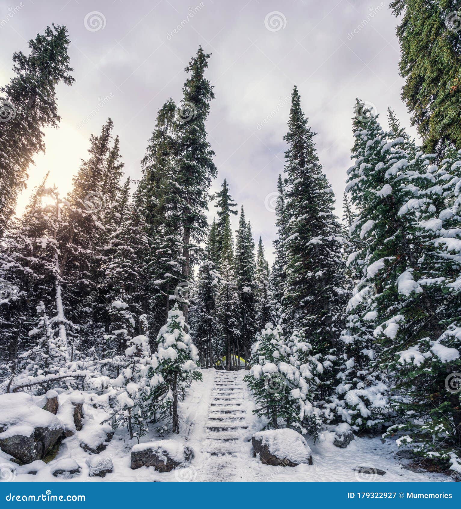 Pine Forest with Snow Covered in Campground on Winter at National Park ...