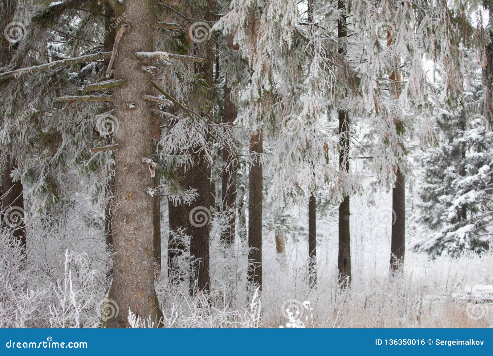 Pine Forest in the Snow. Snow Falls To the Ground Stock Photo - Image ...