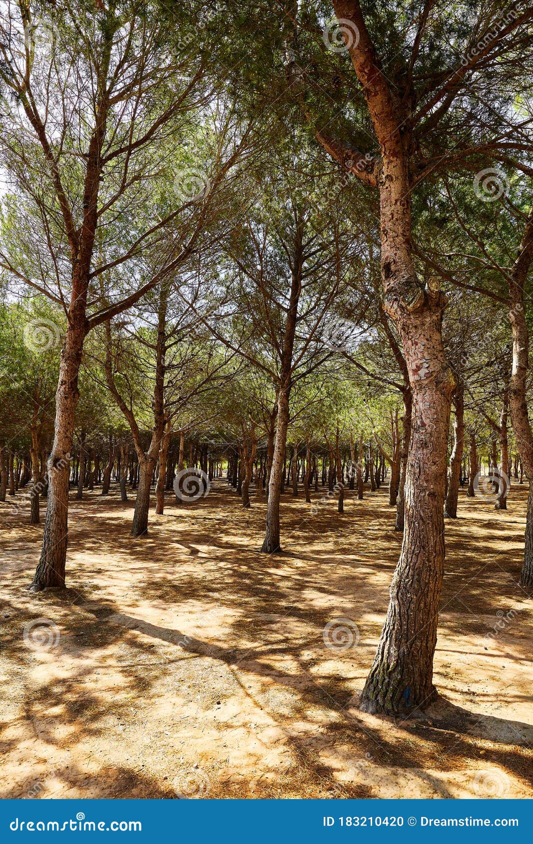 Pine forest in spain stock photo. Image of trees, soil - 183210420