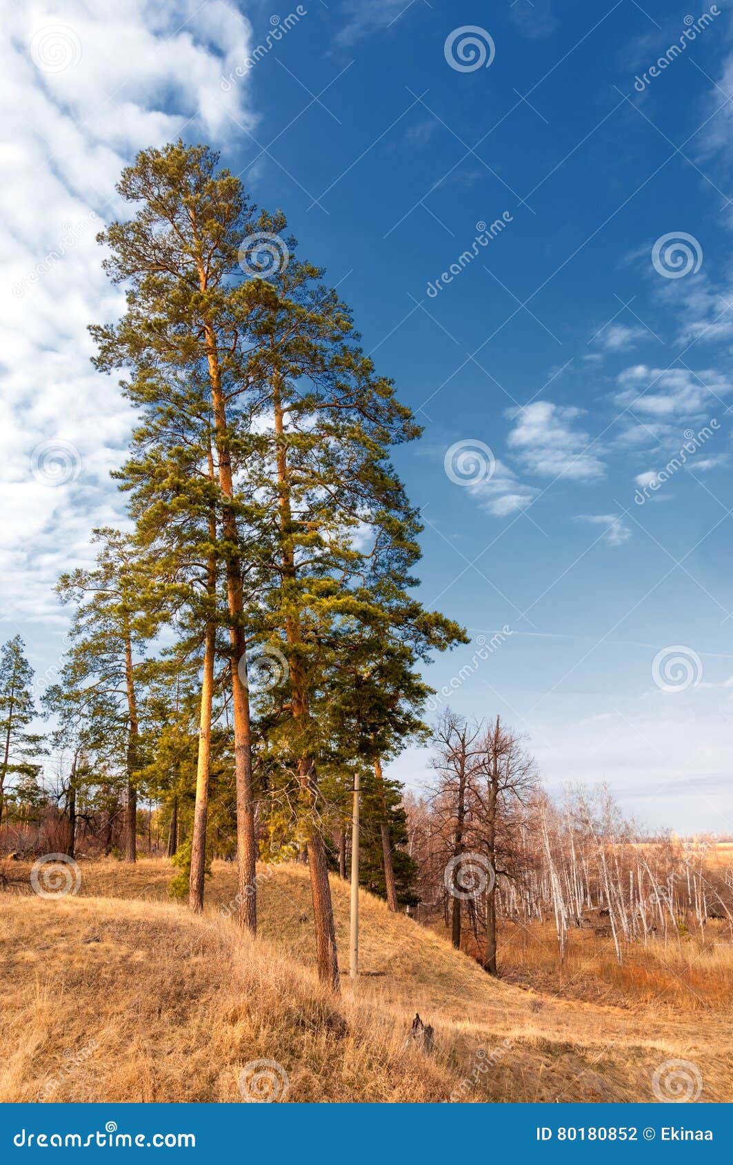 Pine Forest in Spring. the Season of Spring Stock Photo - Image of ...