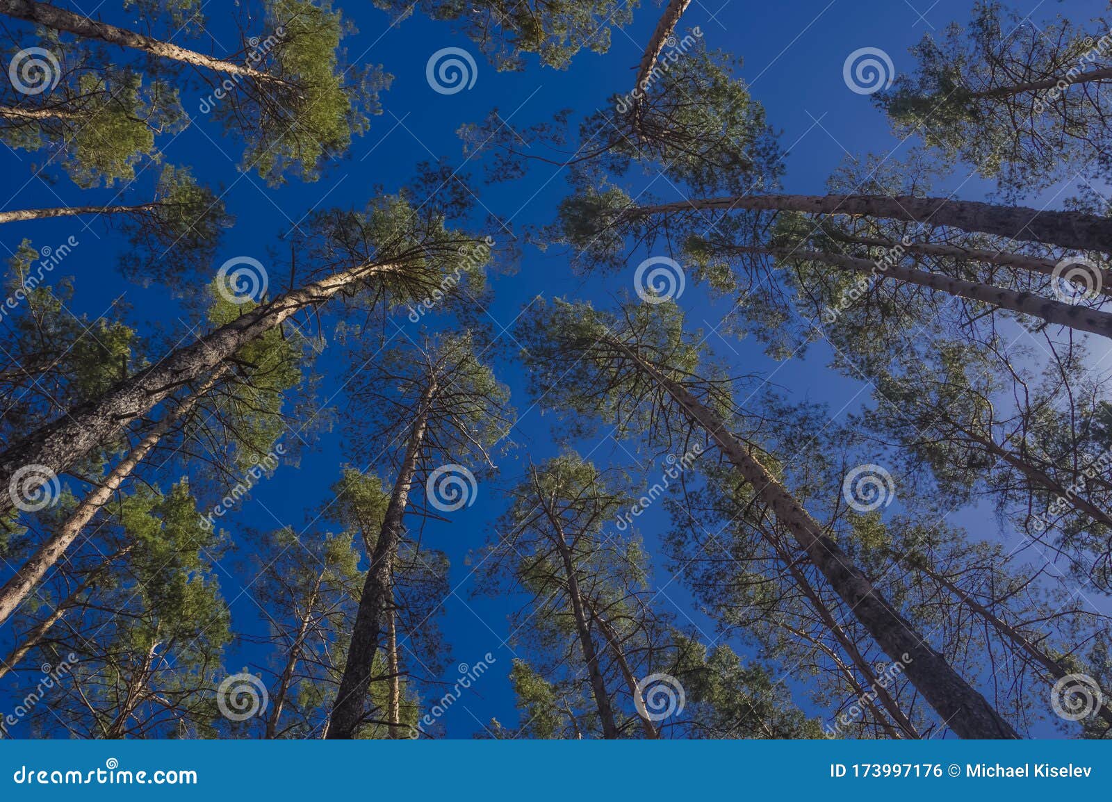 Pine forest in spring time stock photo. Image of branches - 173997176