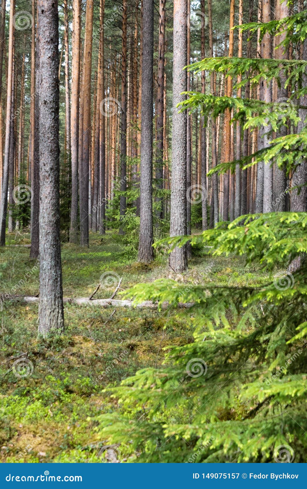 Pine forest in spring stock image. Image of outdoor - 149075157