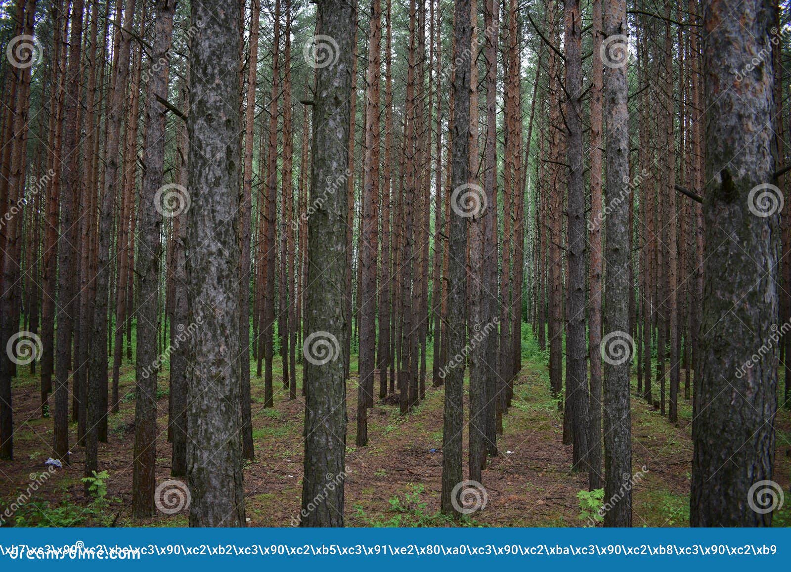 The Pine Forest is Sterile, There is Virtually No Dust Stock Photo ...