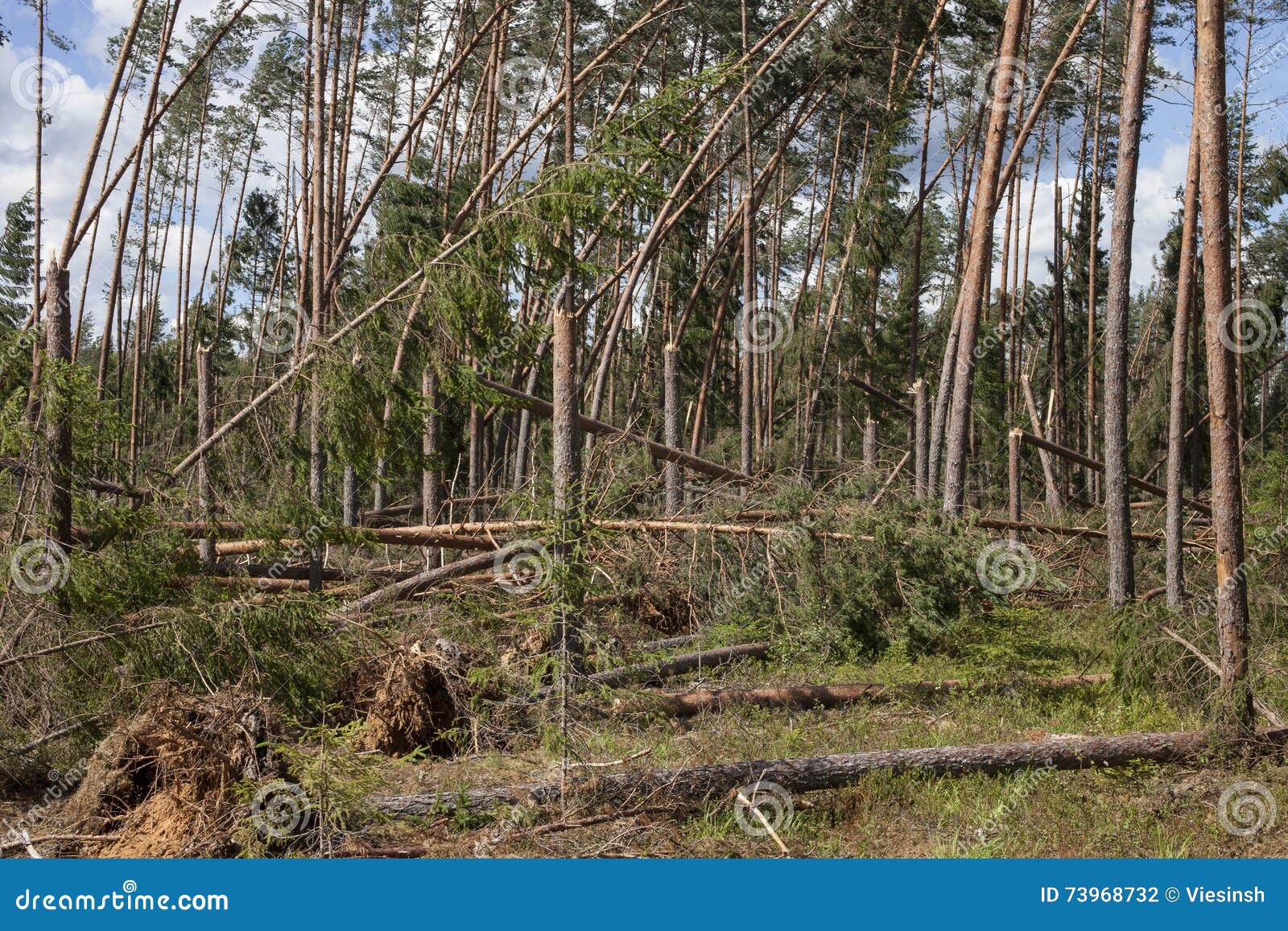 Pine forest after storm stock photo. Image of wind, timber - 73968732