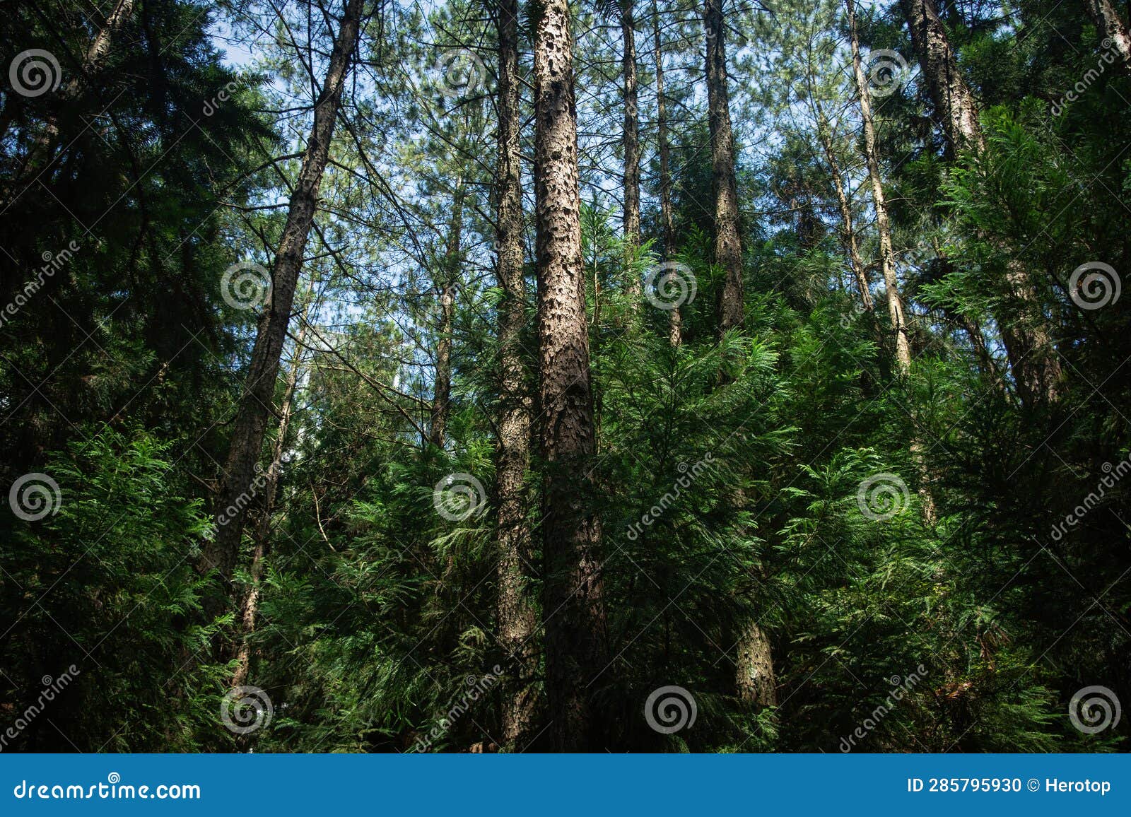 A Pine Forest Straight into the Clouds. Stock Photo - Image of bark ...