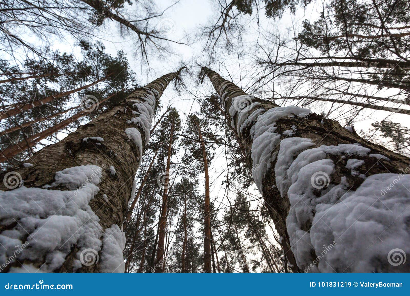 Pine Forest in the Suburbs of Moscow. Look Up. Stock Image - Image of ...