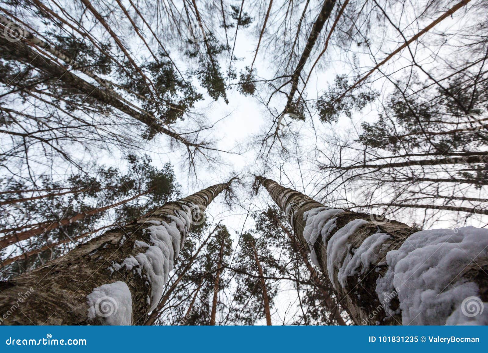 Pine Forest in the Suburbs of Moscow. Look Up. Stock Image - Image of ...
