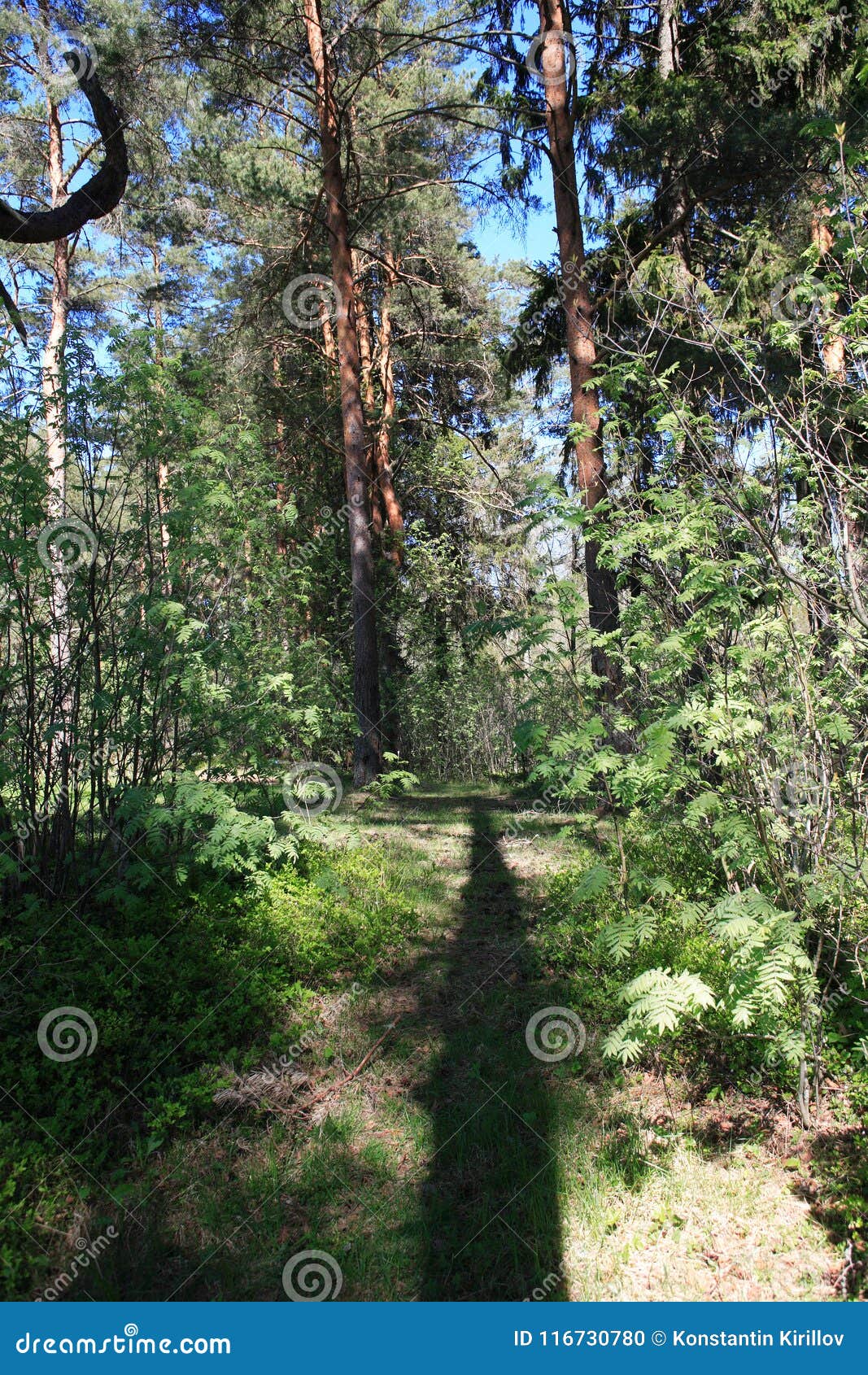 Pine Forest at Summer stock photo. Image of beautiful - 116730780