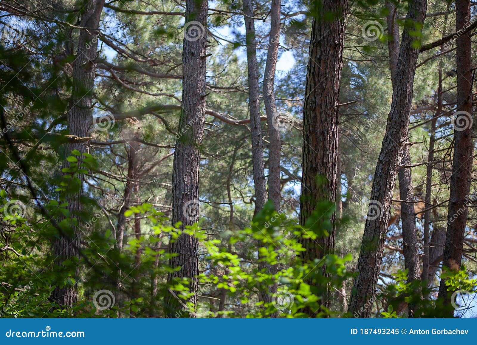 Pine forest stock image. Image of forest, trees, green - 187493245