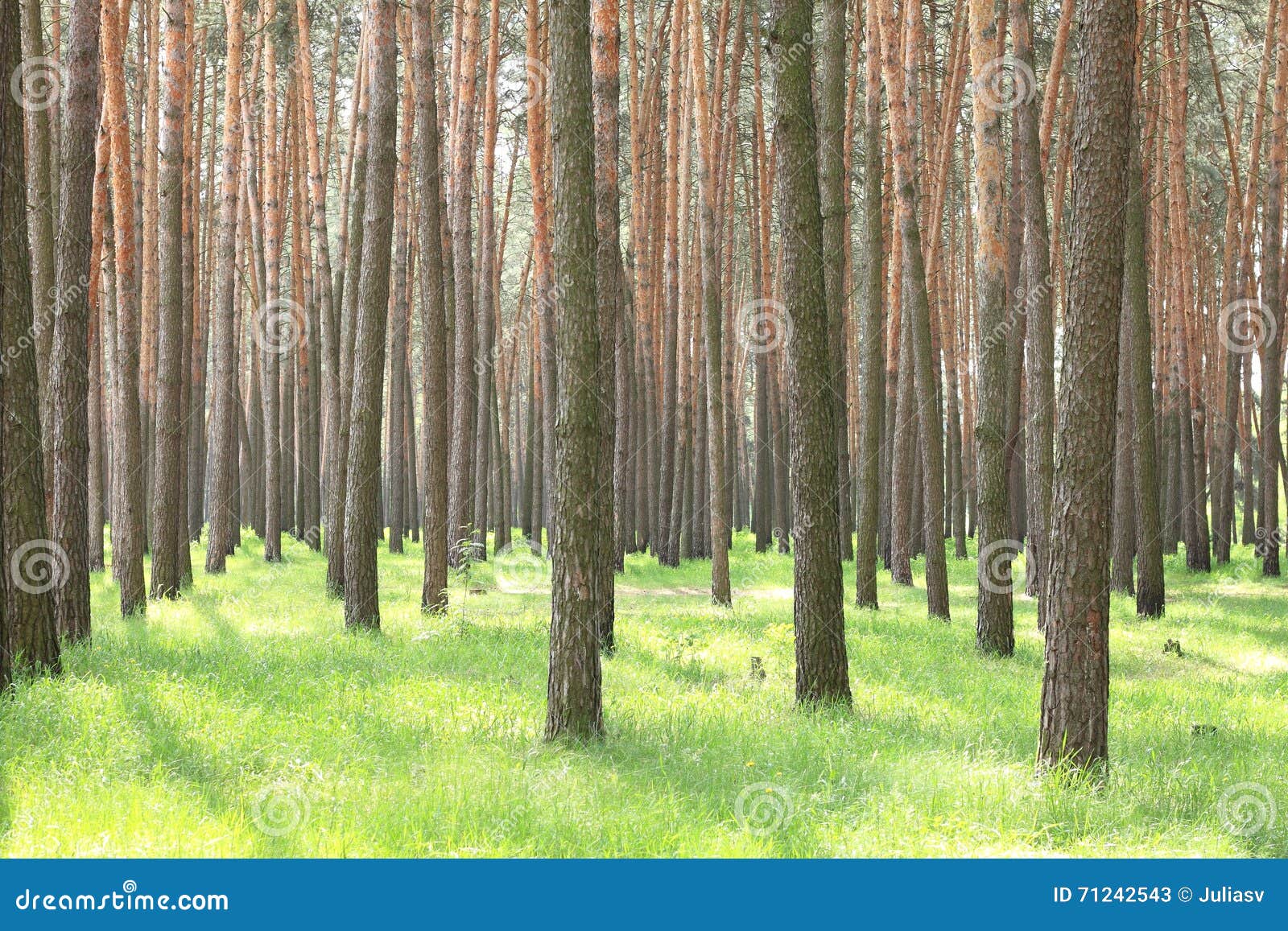 Pine Forest in Summer. Pine Trees in Clear Warm Weather Stock Image ...