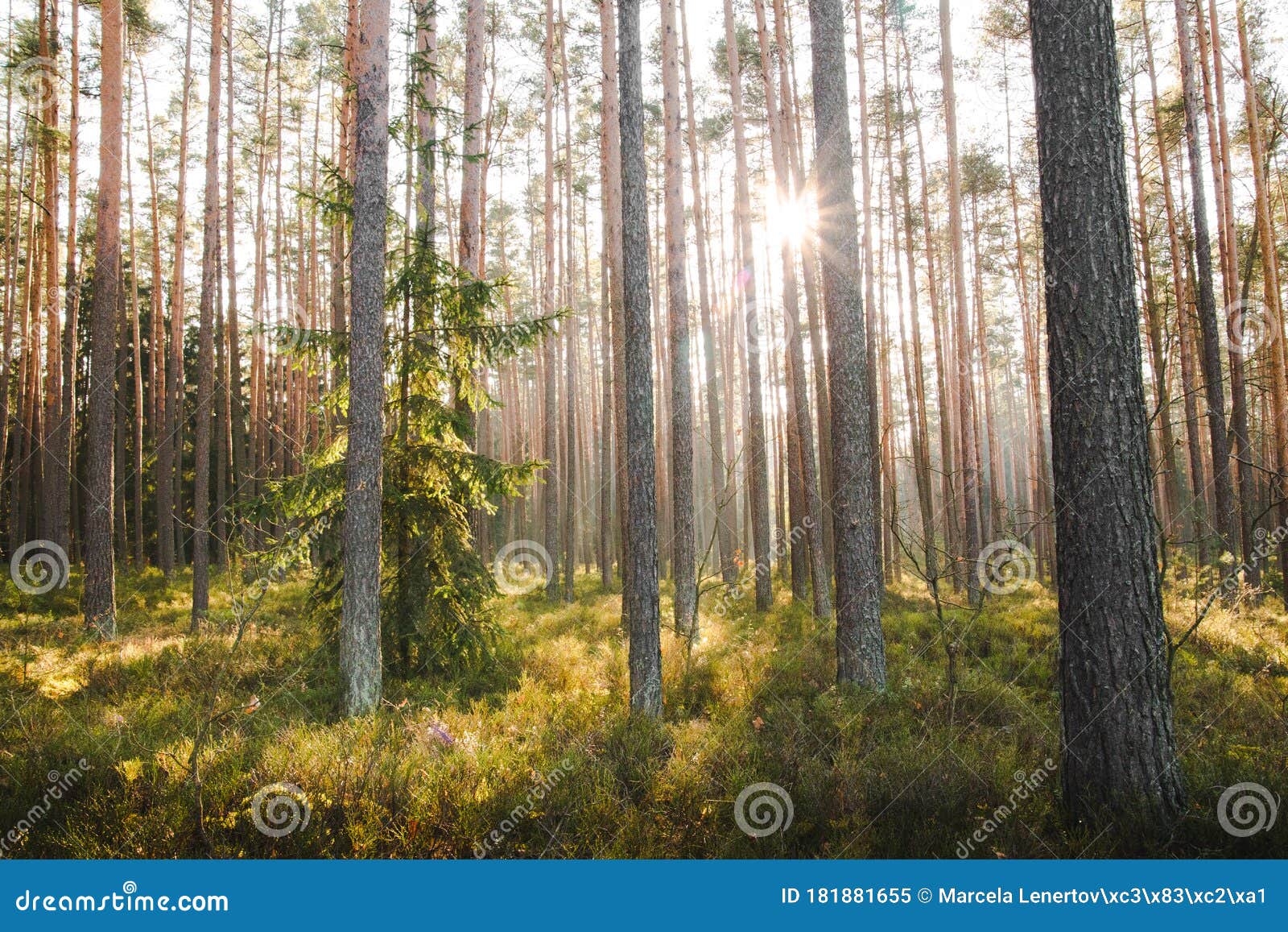 Pine forest with sun rays stock image. Image of light - 181881655