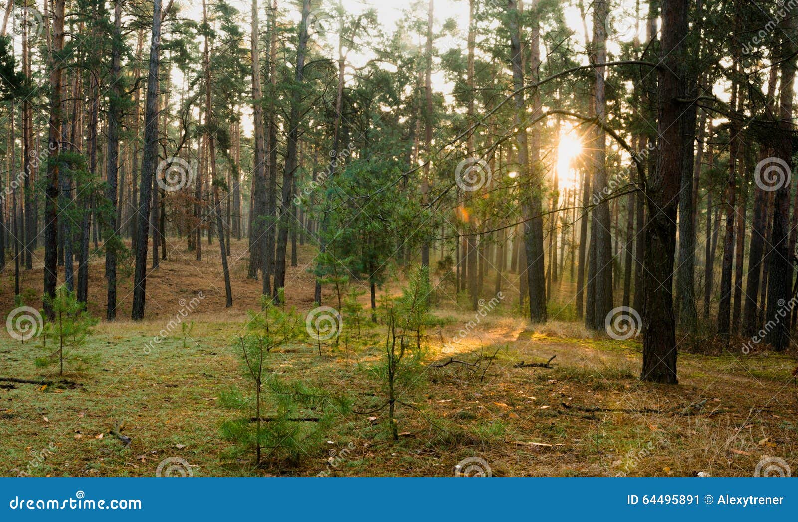 Pine Forest with Sun Shining through Trees. Stock Image - Image of ...