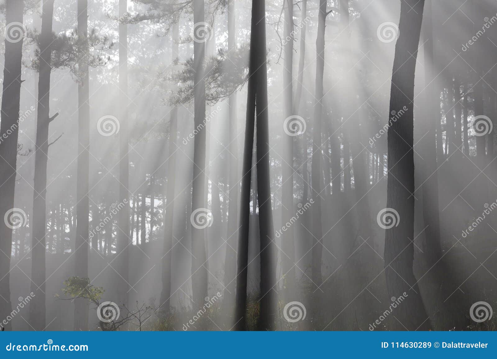 Pine Forest Sunlight And Mist Picture. Image: 114630289